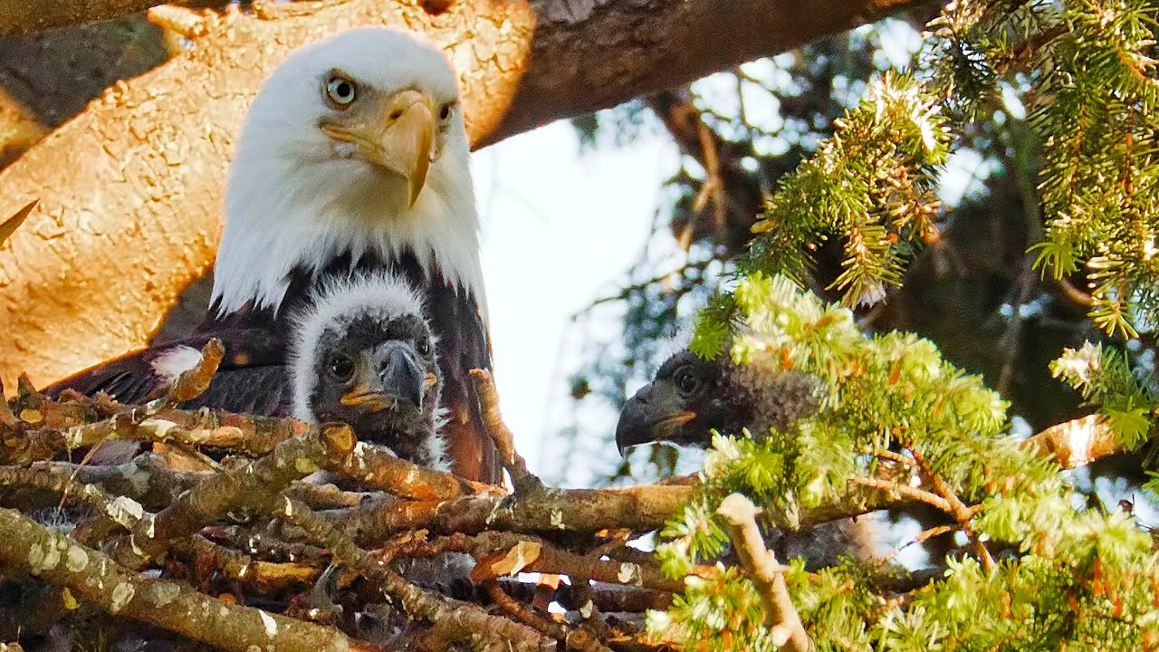 Year of the Eagle - YouTube