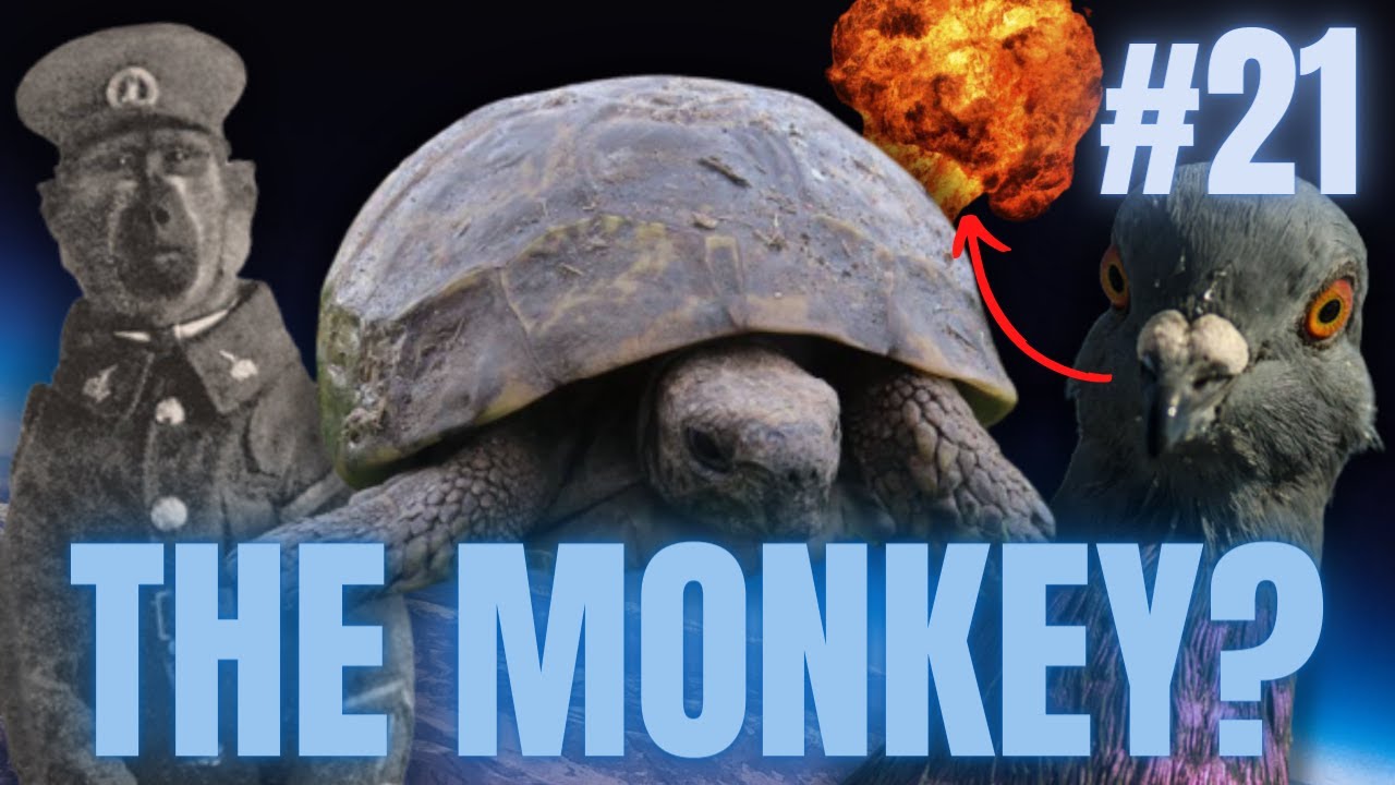 #21 "Corporal Jackie, War Tortoises, Pigeon Bomb" | Deep Lore Boys ...