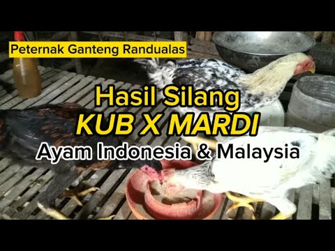 MENGENAL AYAM PERSILANGAN AYAM KUB DENGAN AYAM MARDI - YouTube