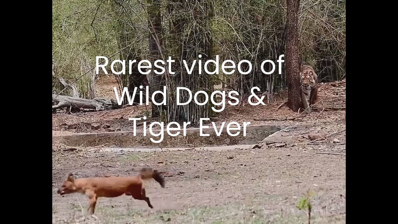 Rarest video of Wild Dogs & Tiger Ever - YouTube