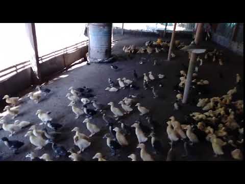 bebek potong umur 12 hari pakan BR 1