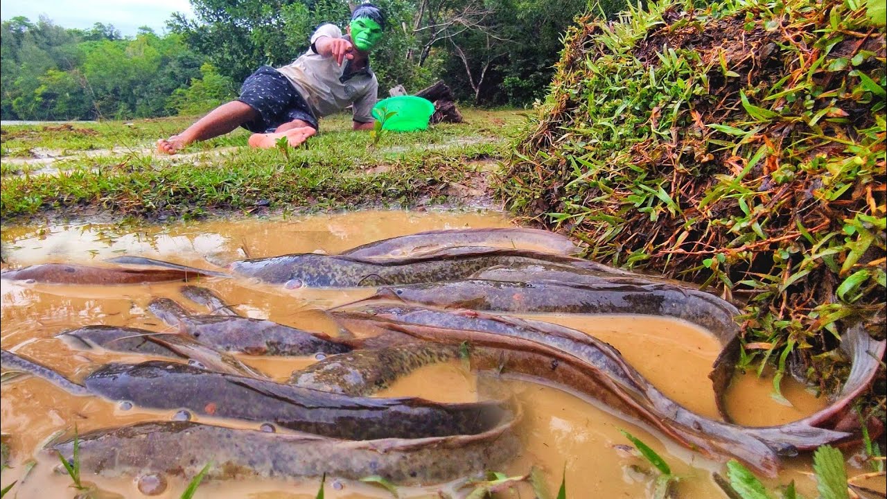 Wow amazing daily life - Incredible nest with lots of fish on the hill ...