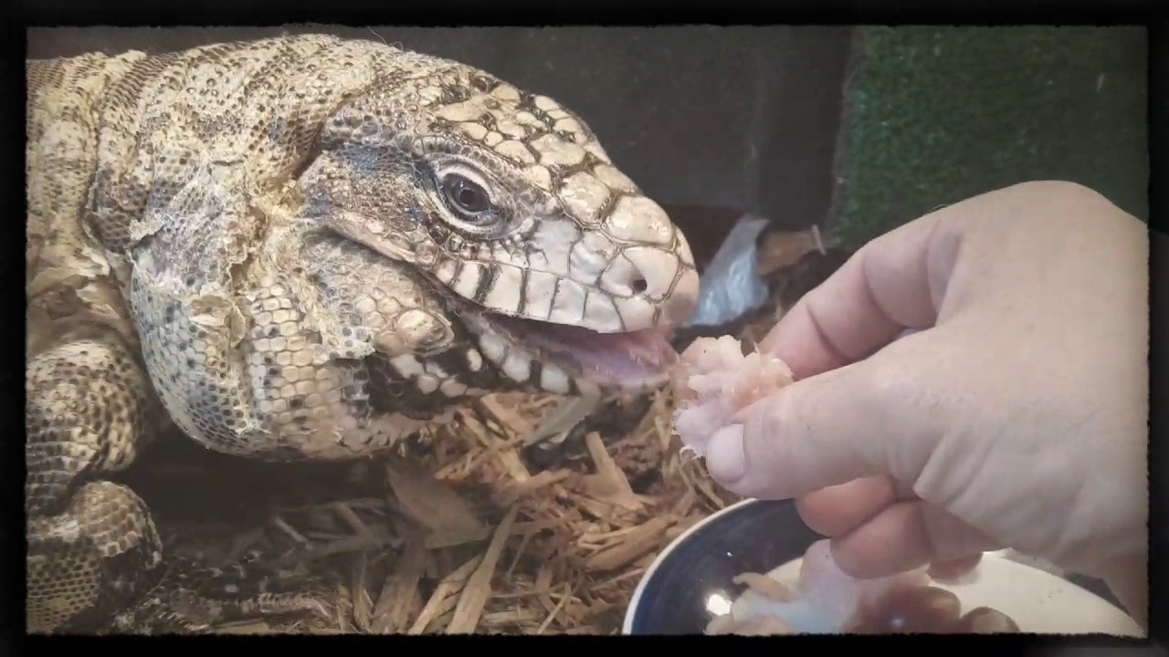 Dozer Diaries: Big Friendly Tegu - YouTube