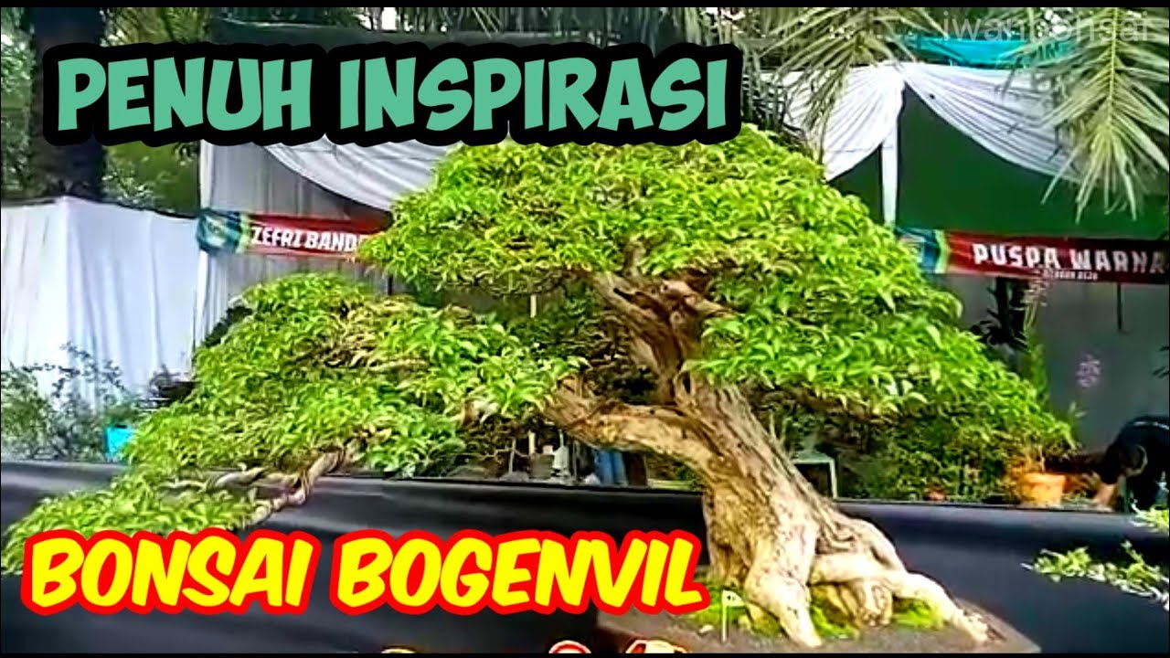 Nyata Adanya Bonsai Bogenvil - YouTube