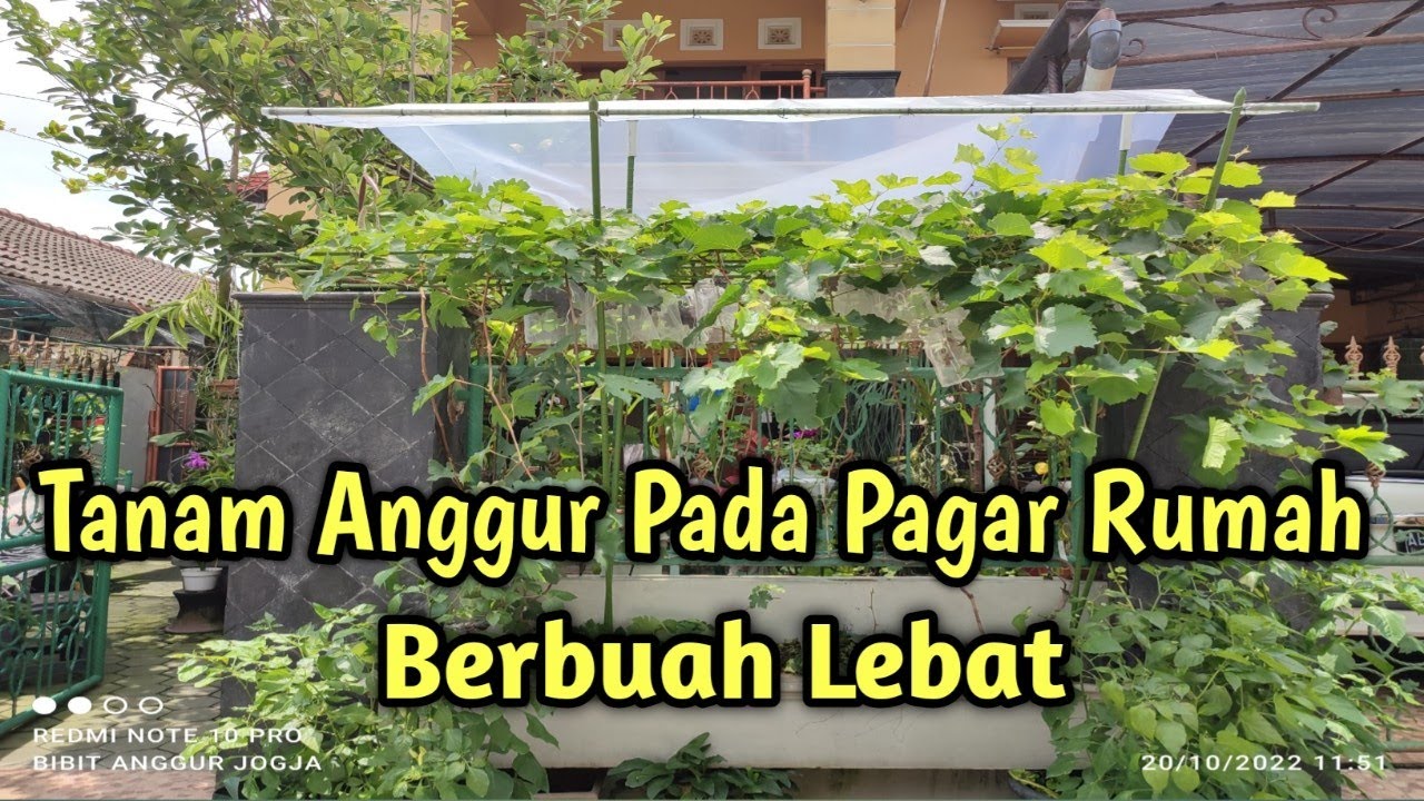 Tanam Anggur Pada Pagar Rumah Berbuah Lebat!!! Ganti tanaman hias pada ...