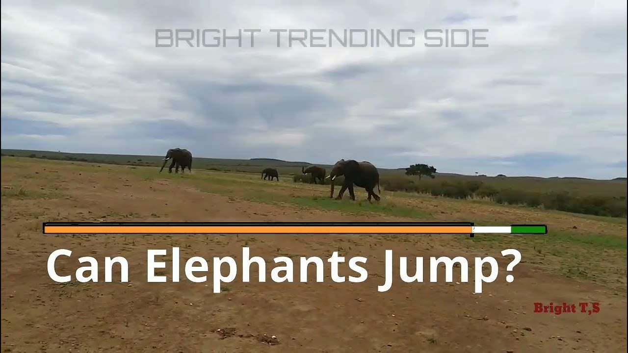 Why elephant 🐘 can't jump? - YouTube