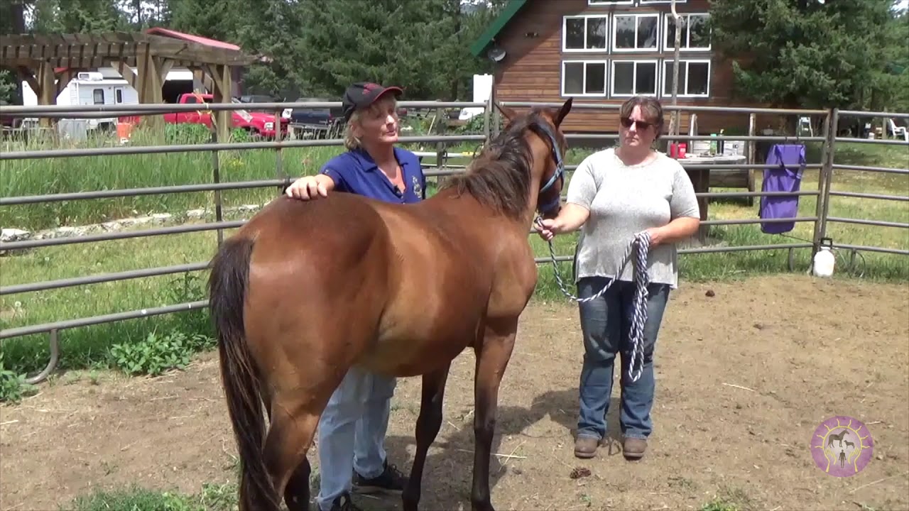 Kissing spine, EWE neck and roach back - my theory - YouTube