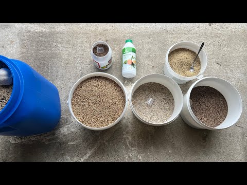 La préparation de mes graines pour le mois de février (reproduction, chardonneret, canaris) 