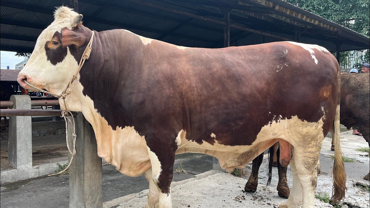 SAPI MONSTER TERJUMBO WONOSOBO DI PASAR GRABAG MAGELANG - YouTube