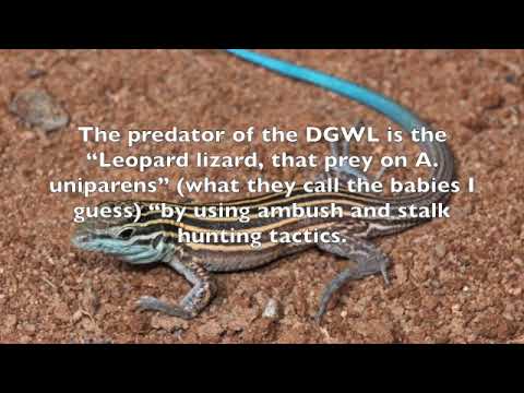 Animals of the Southwest - YouTube
