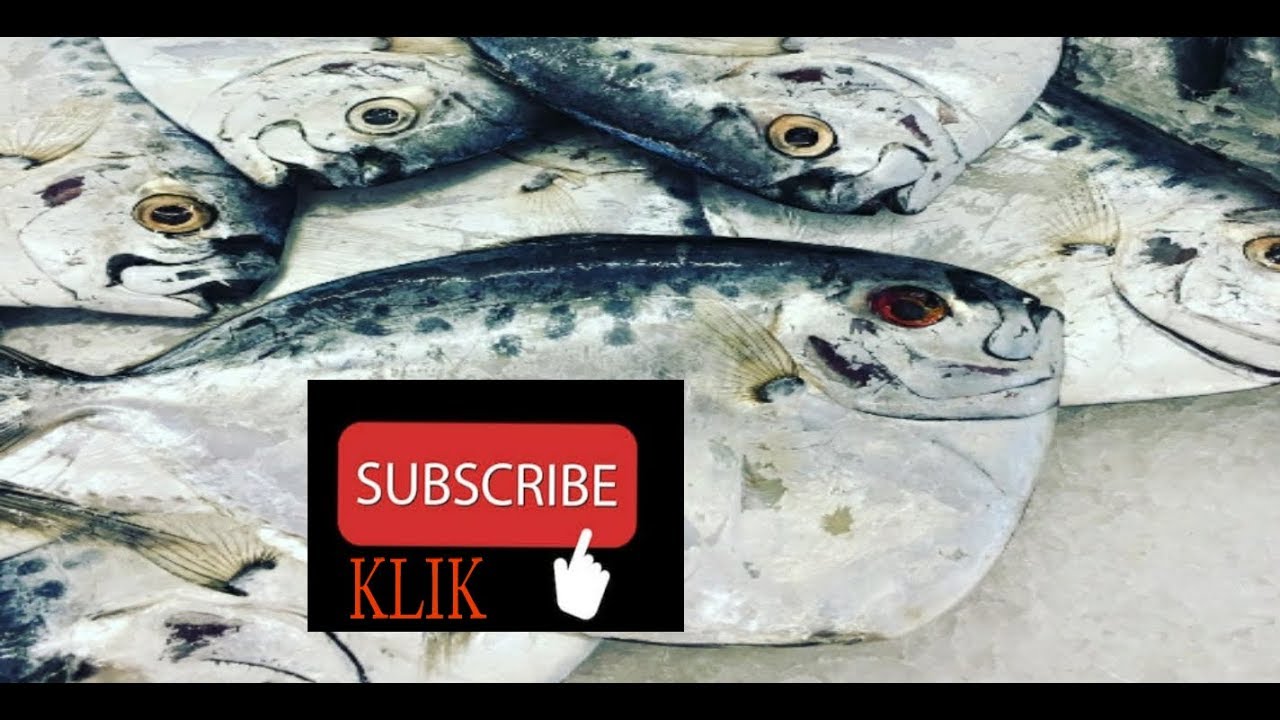 IKAN KAPAK - YouTube