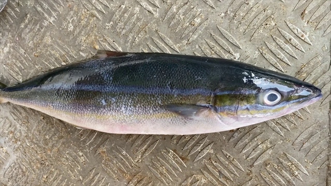 Lena Parava Fish -Rainbow runner fish identification Video - YouTube