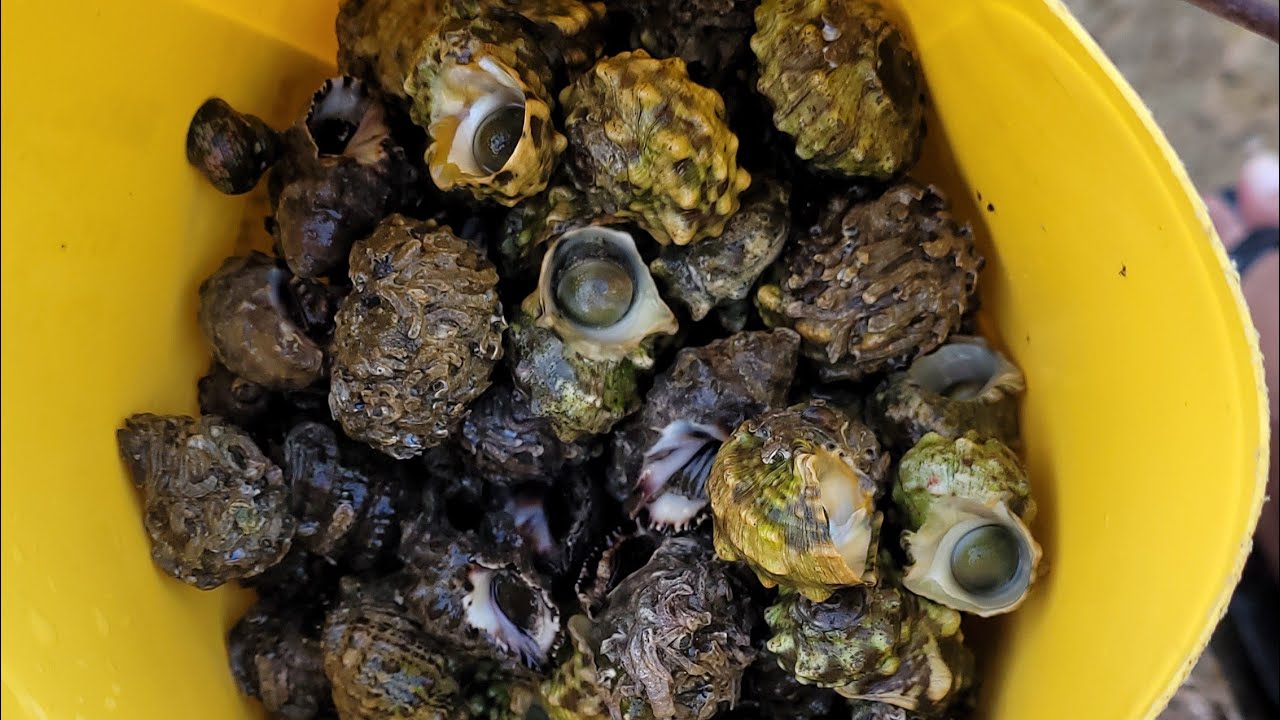 Sea shells Catch and cook, sea snail and clams cooking. Sarap nito mga ...