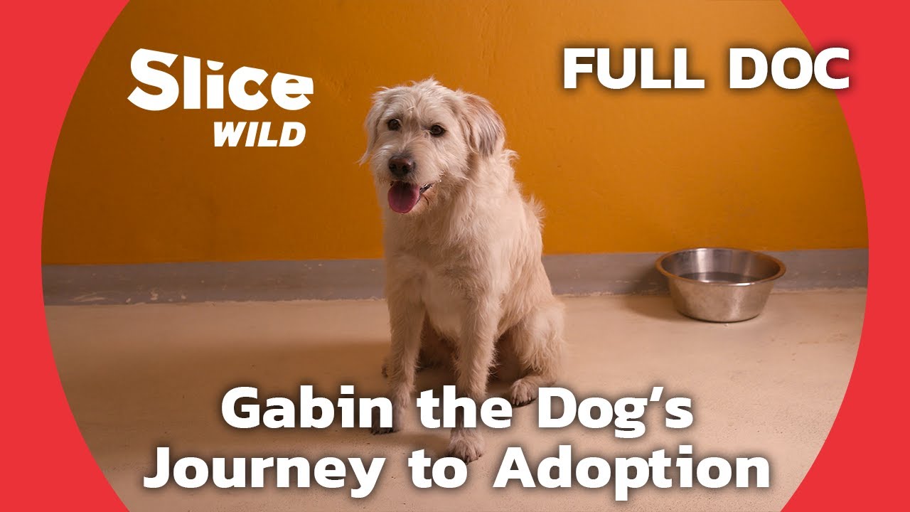 Dog’s Life After the Loss of Its Owner | SLICE WILD | FULL DOCUMENTARY ...