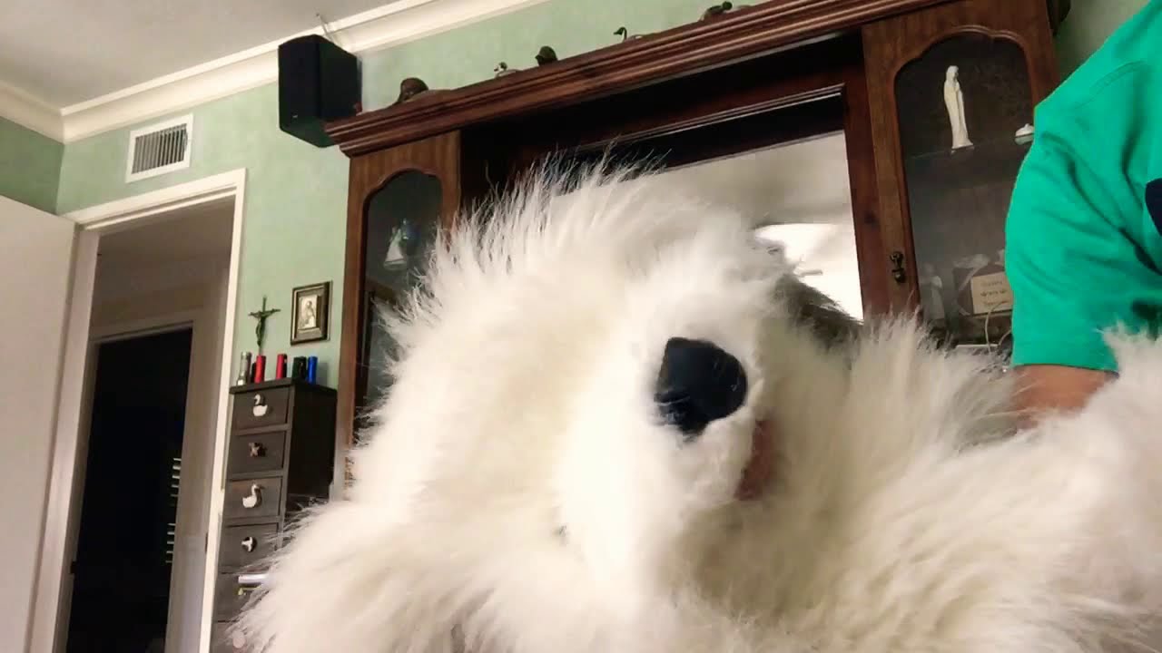 Super cringe dog - YouTube