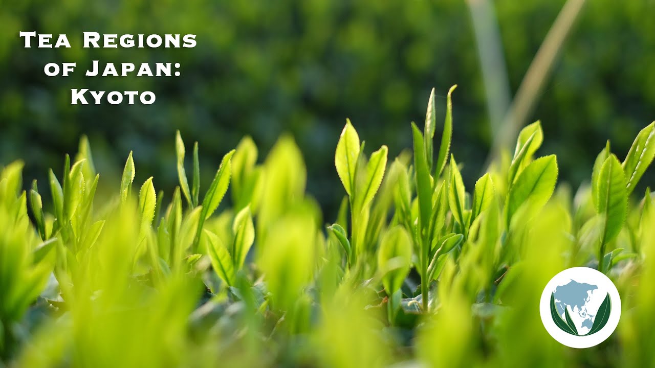 Tea Regions of Japan - Kyoto Program Pre-release Event - YouTube