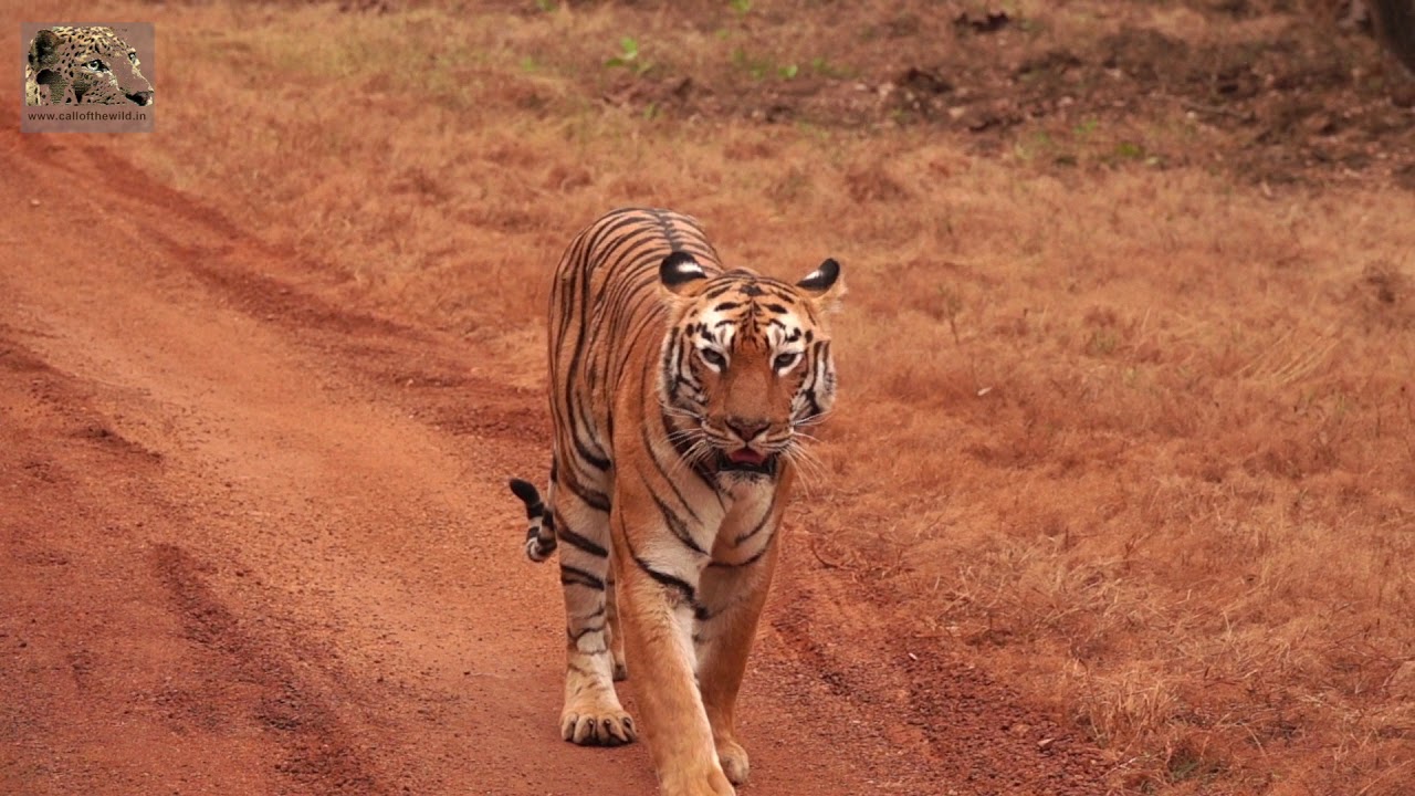 The royal walk of a tiger is even better in slow motion - YouTube