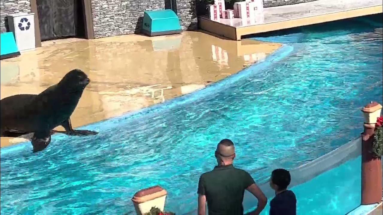 Sea Lion And Otter Spotlight Seaworld San Diego Youtube