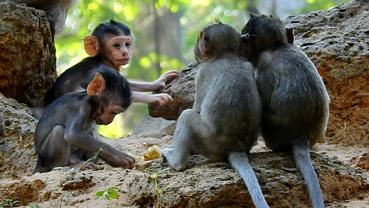 Ooh looking really sweet adorable baby monkeys walking and playing so ...