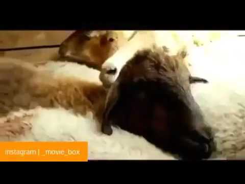 şəmi  və  şüşü