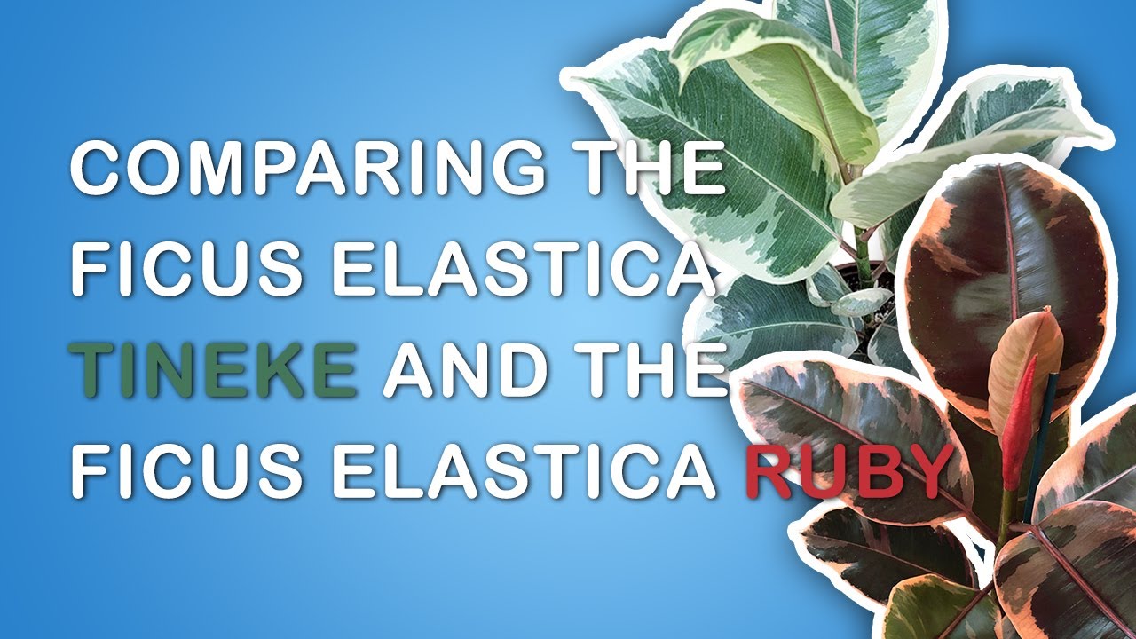 Ficus Elastica Ruby & Ficus Elastica Tineke (Rubber Tree) Comparison ...
