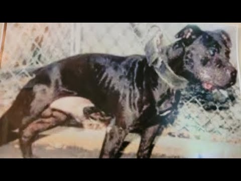Live streaming of Motivation Max grandma's healthy exercise pt. 8 - YouTube