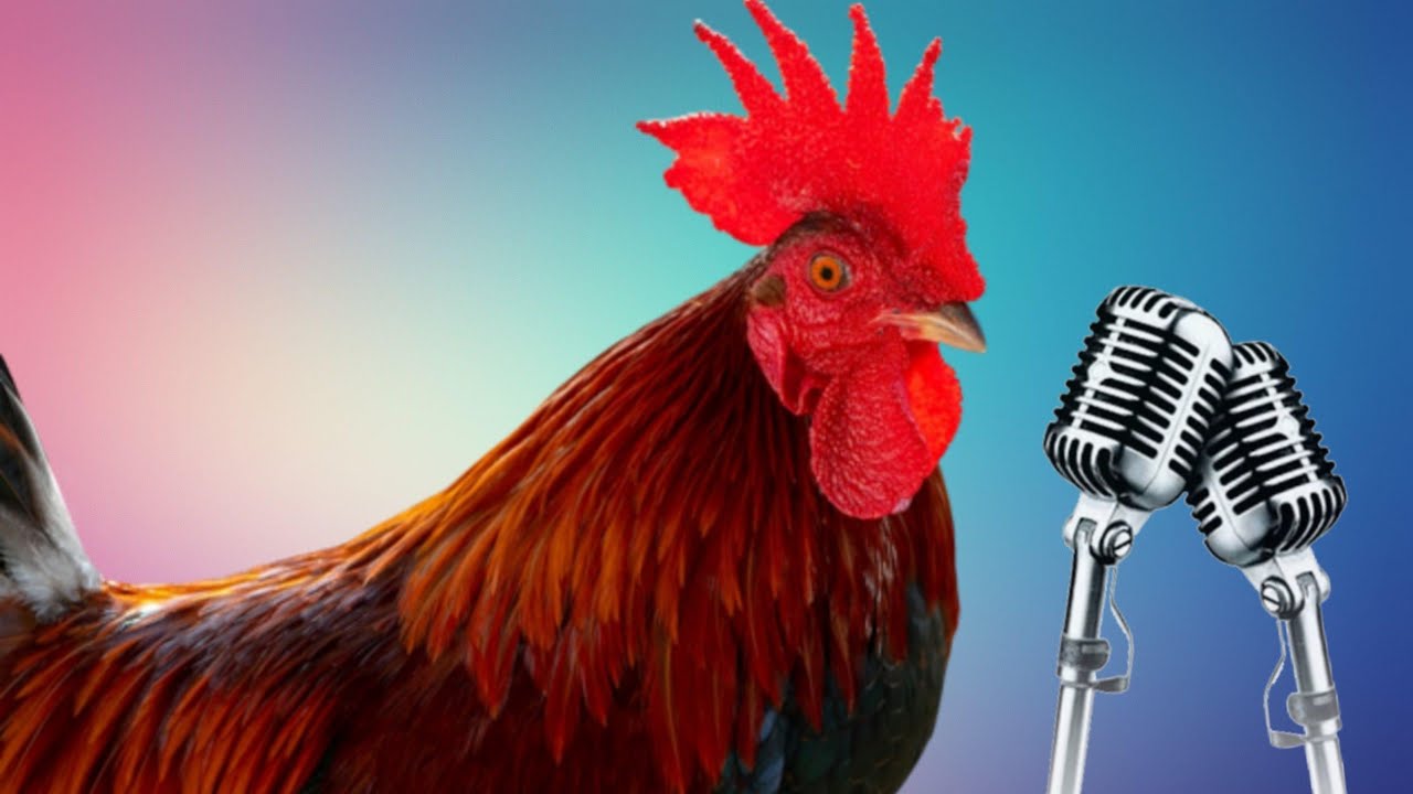 J.Geco - Chicken Song & Chicken Dance | Geco Remix 54 - YouTube