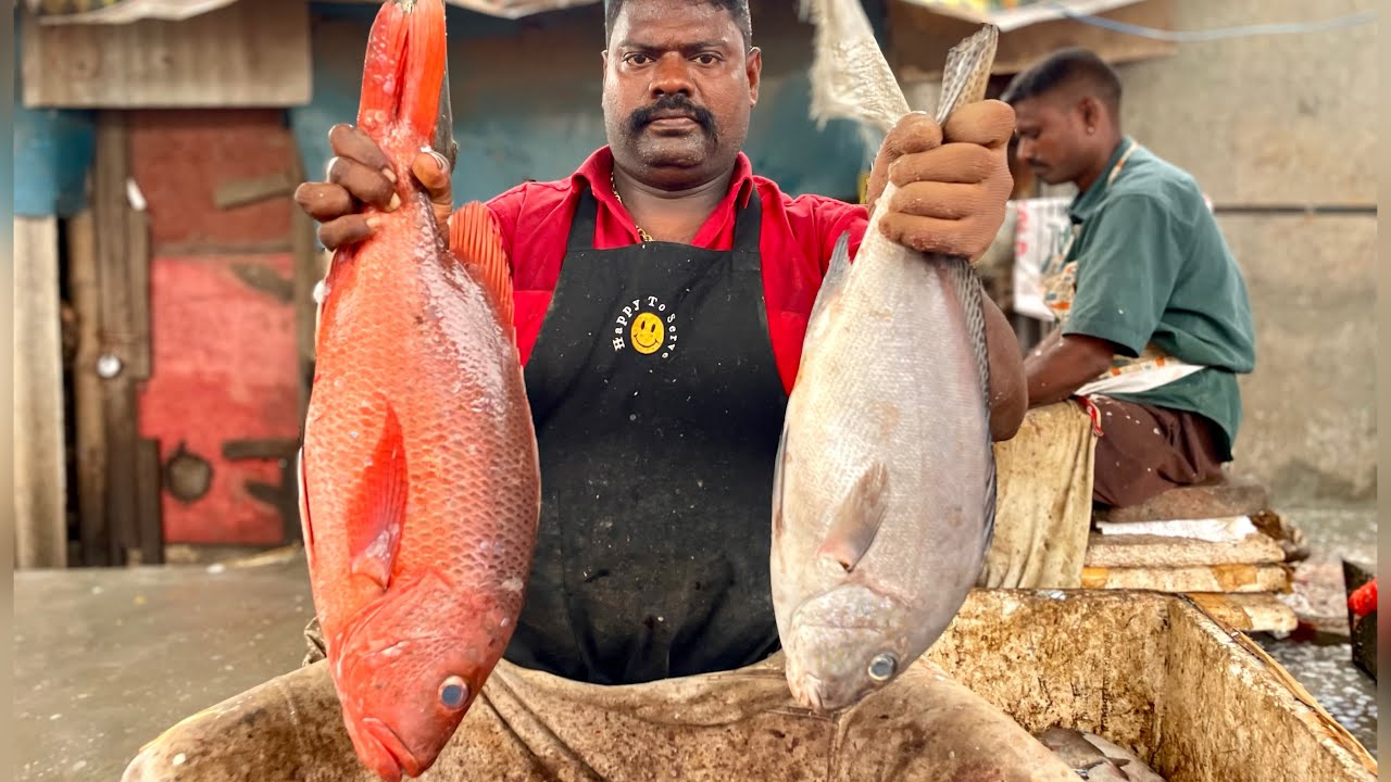 KASIMEDU SPEED SELVAM RED SNAPPER FISH OTHADI FISH CUTTING 💥 IN ...
