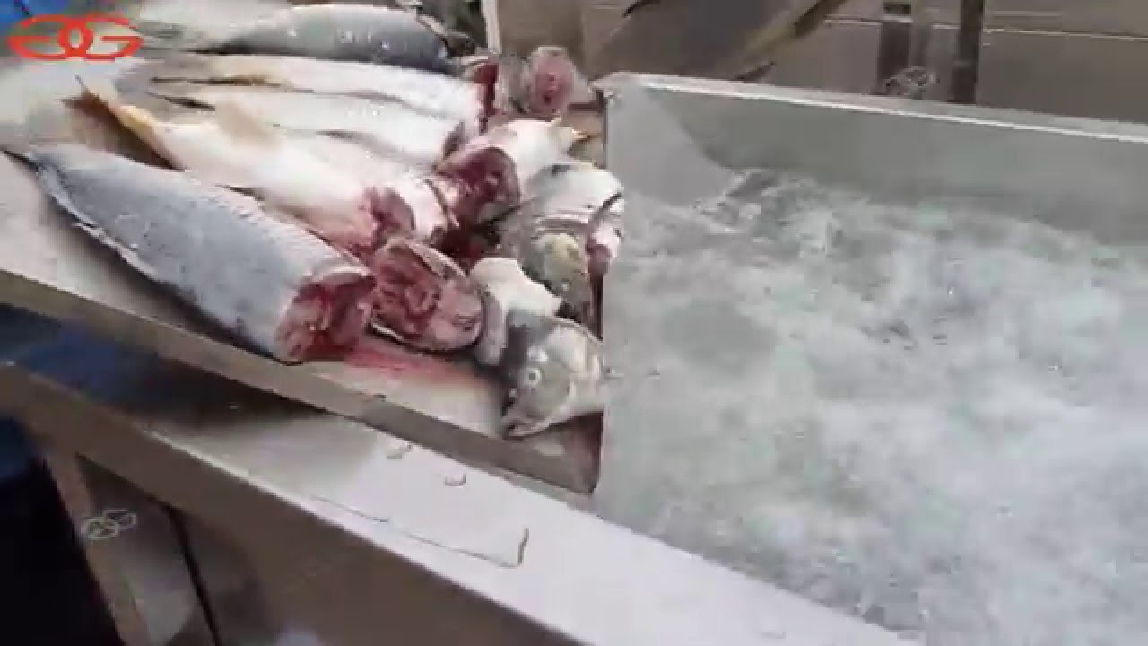 Bubble Type fish washing machine-|Fish Cleaning machine for sale - YouTube