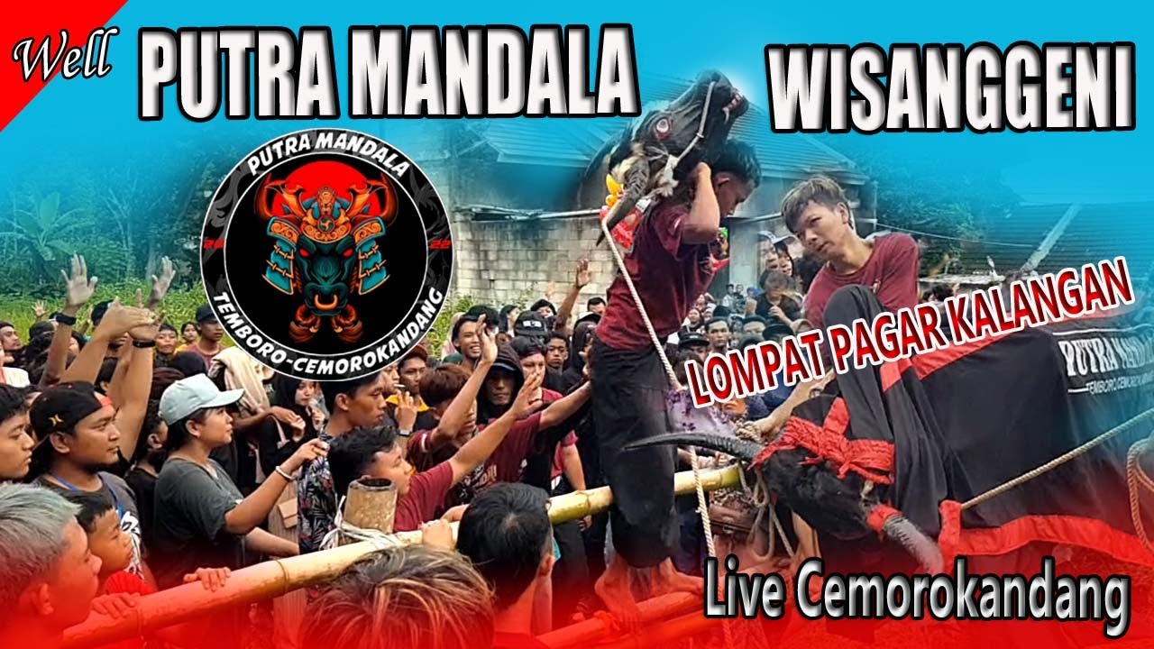 KALAPAN BANTENG PUTRA MANDALA WISANGGENI | Live Cemoro Kandang - YouTube