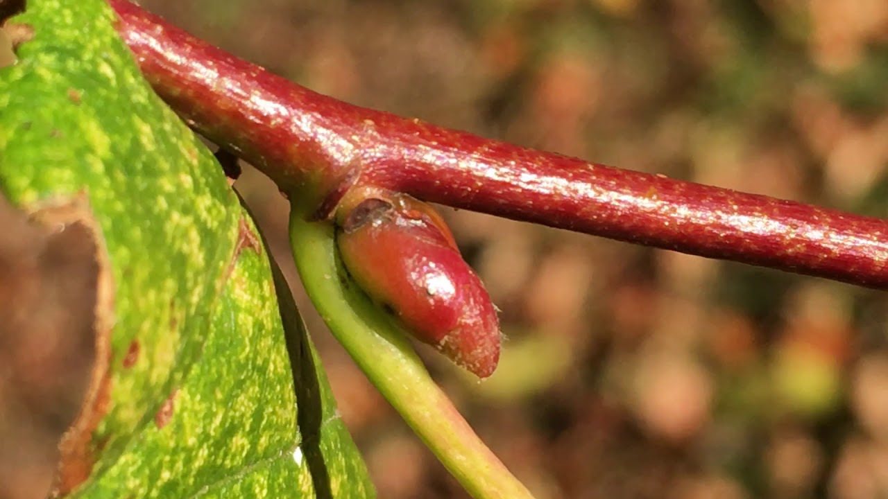Large-leaved lime - twig & buds close up - October 2018 - YouTube