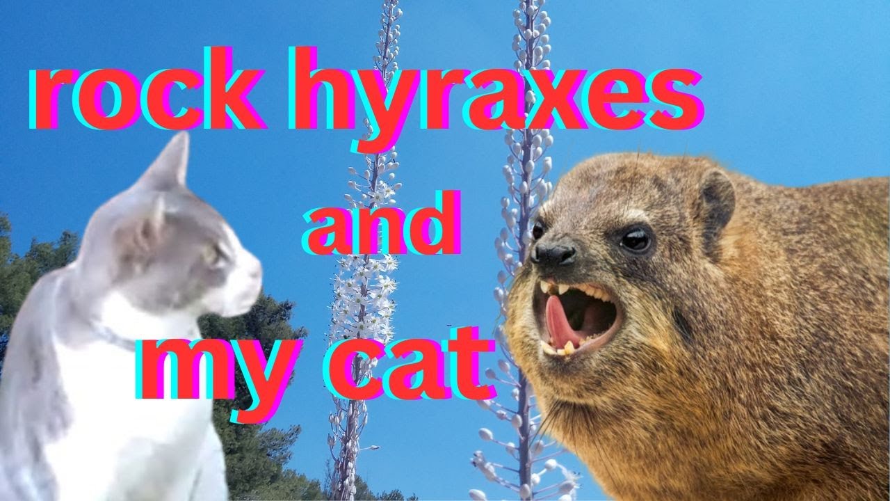 Rock Hyrax and my cat humoristic (with wonderful explanations) - YouTube