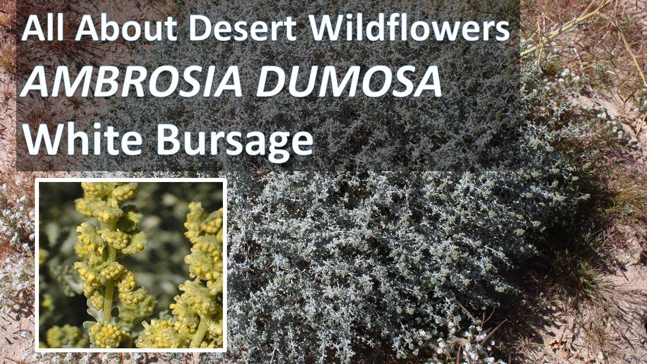 Anza-Borrego BURROBUSH WHITE BURSAGE Ambrosia Dumosa (Burrobush ...