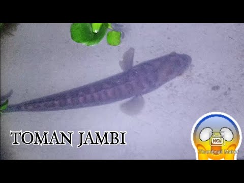 IKAN TOMAN PREDATOR || Toman jambi - YouTube