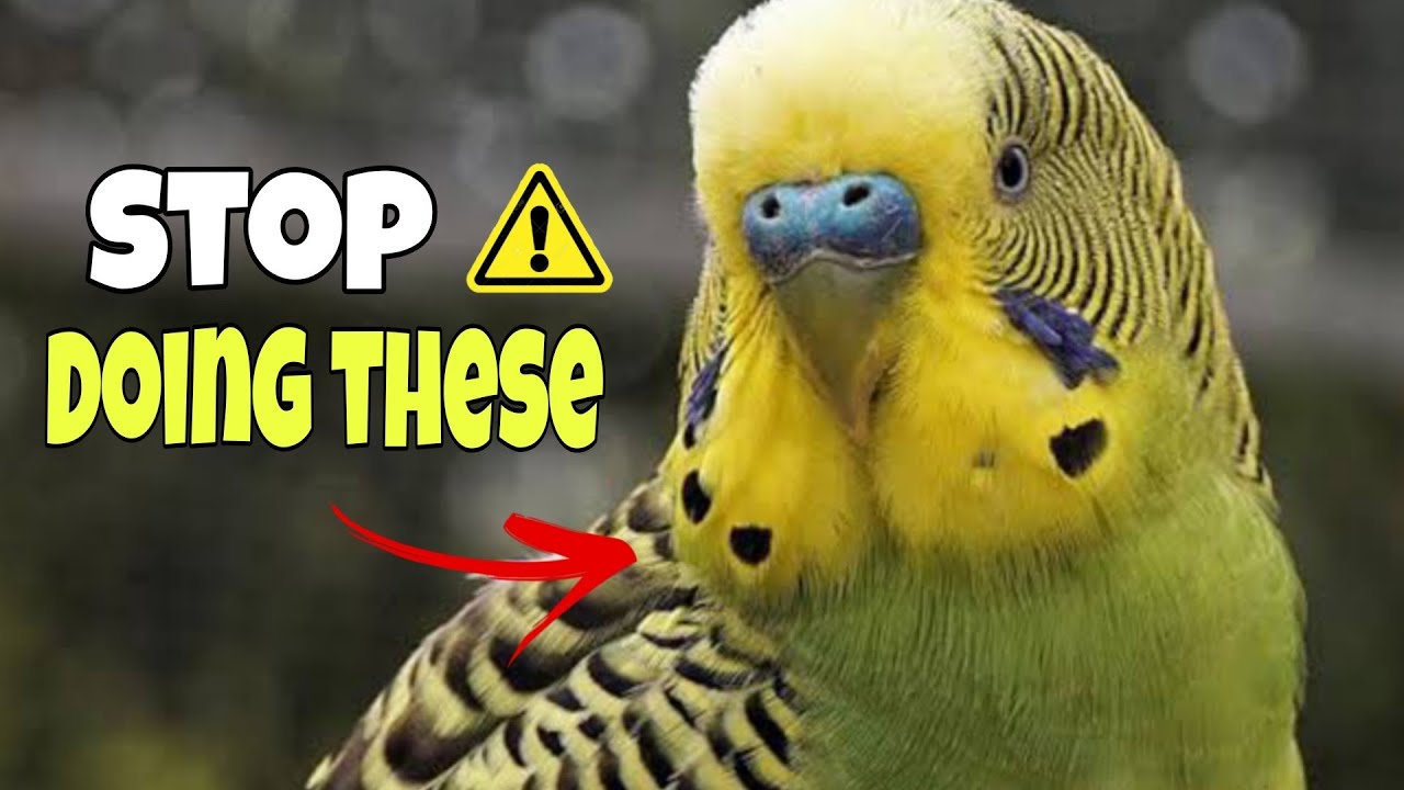 10 Things You're Doing That Your Bird HATES! ( Stop These Now ) - YouTube