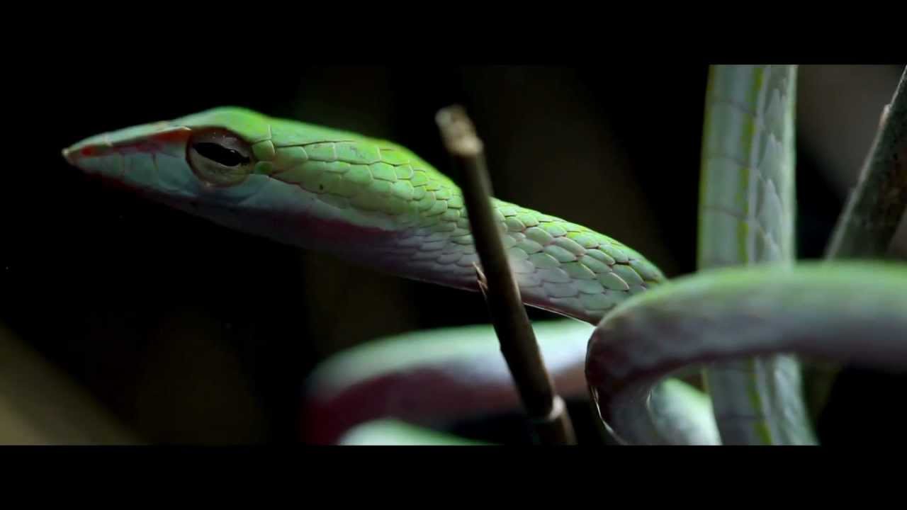 MANININA : A Revelation - Part 1 - YouTube