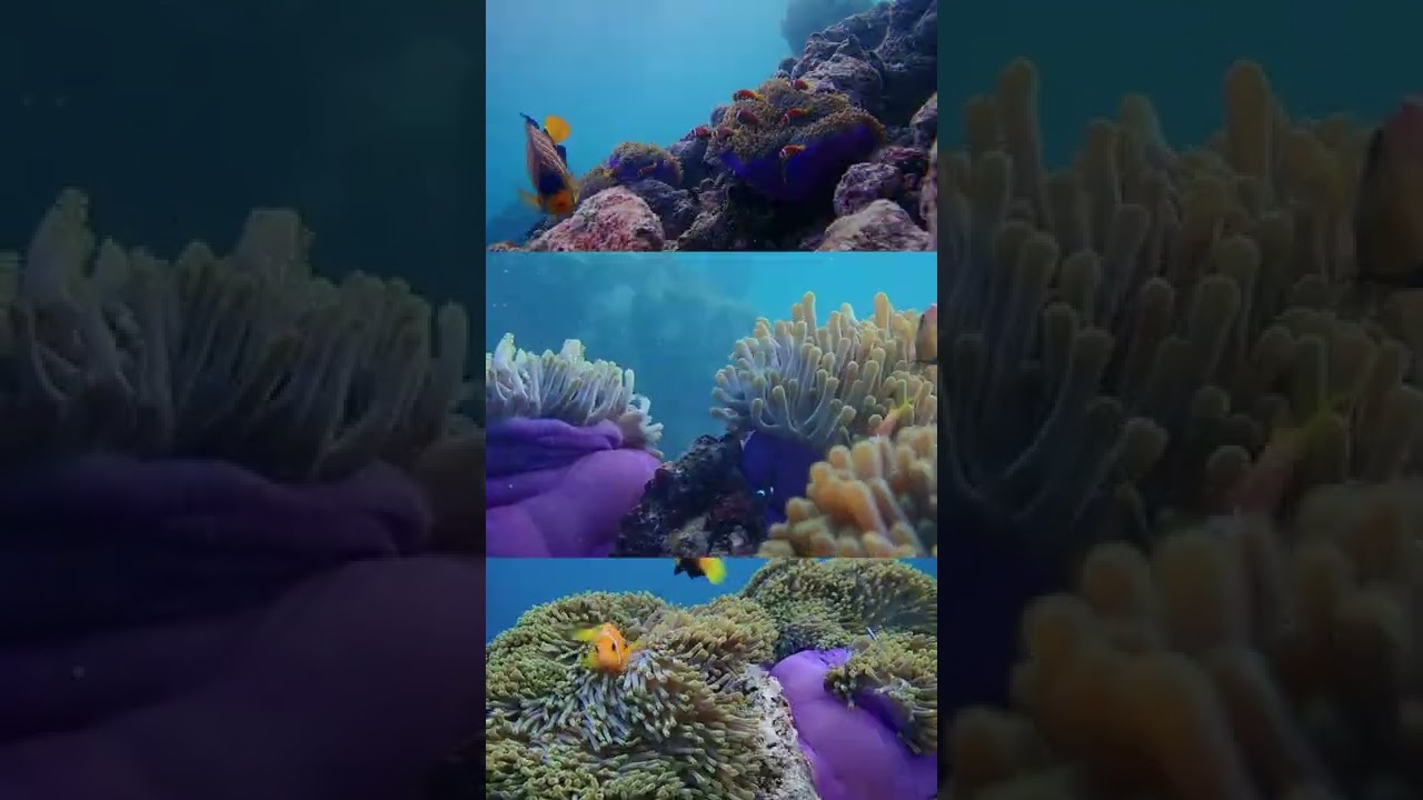 Maldives Sandies Bathala Resort - One Minute Travel Vlog #shorts - YouTube