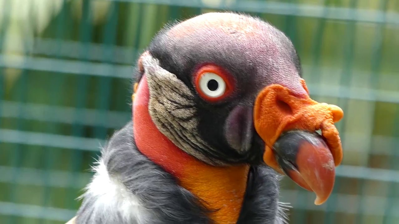 King vulture (Sarcoramphus papa) - YouTube