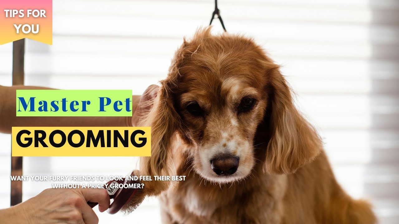 Master Pet Grooming: Keep Your Dogs and Cats Flawless at Home - YouTube