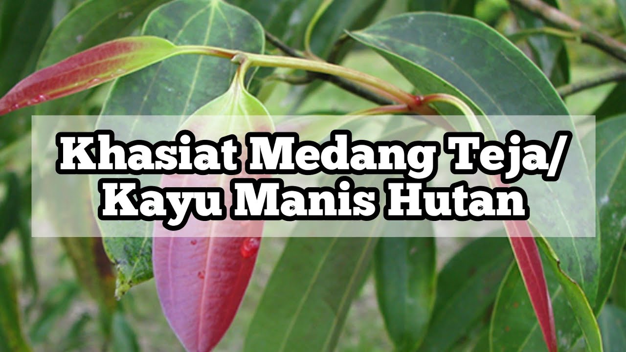 Pokok Medang Teja - YouTube
