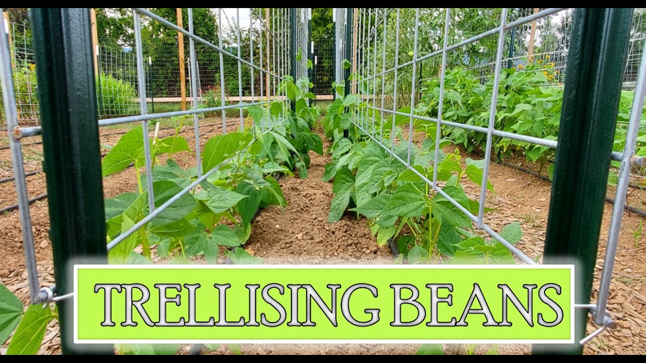 Bush Bean Trellising 101: Panel Method [Tested] - YouTube