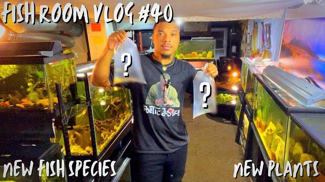FISH ROOM VLOG #40 (NEW FISH SPECIES,NEW PLANTS) + FISH ROOM UPDATE ...