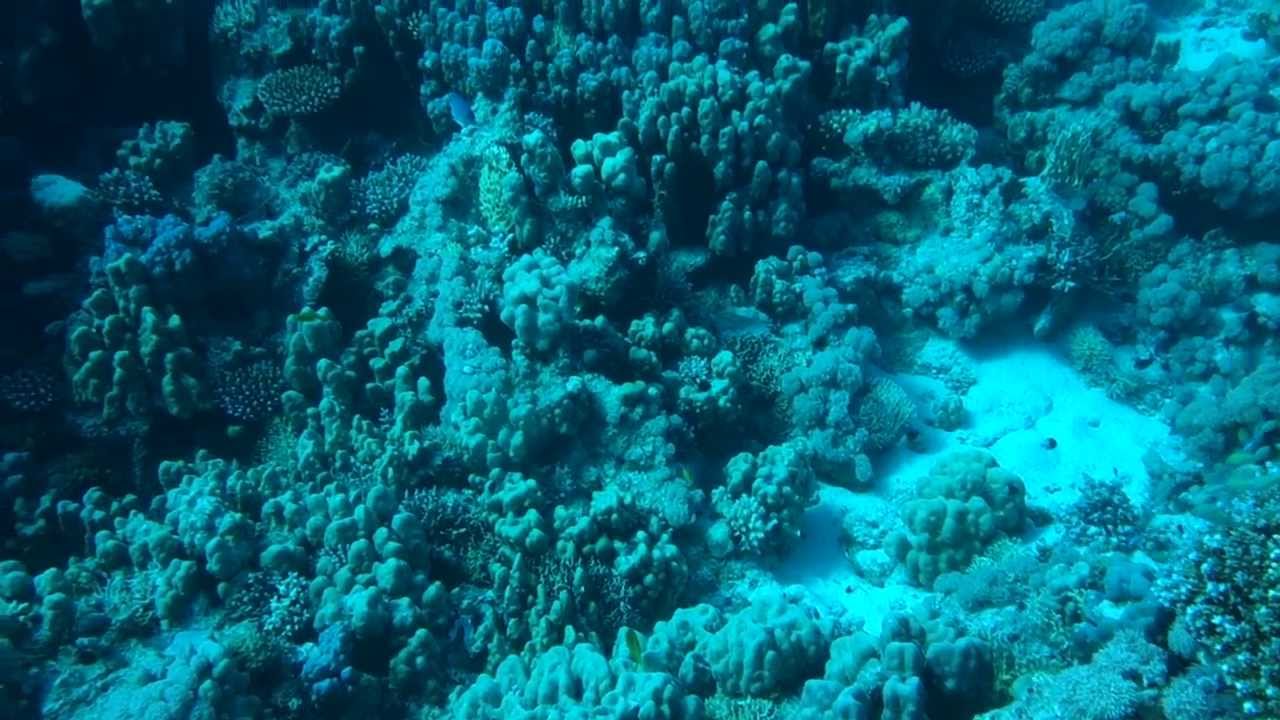 Coral at Bluff Point, Big Gubal Island (Red Sea) - YouTube