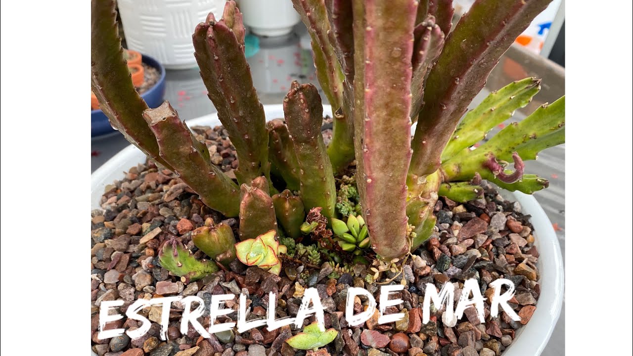 Trasplantando un nopal estrella de mar/starfish cactus - YouTube