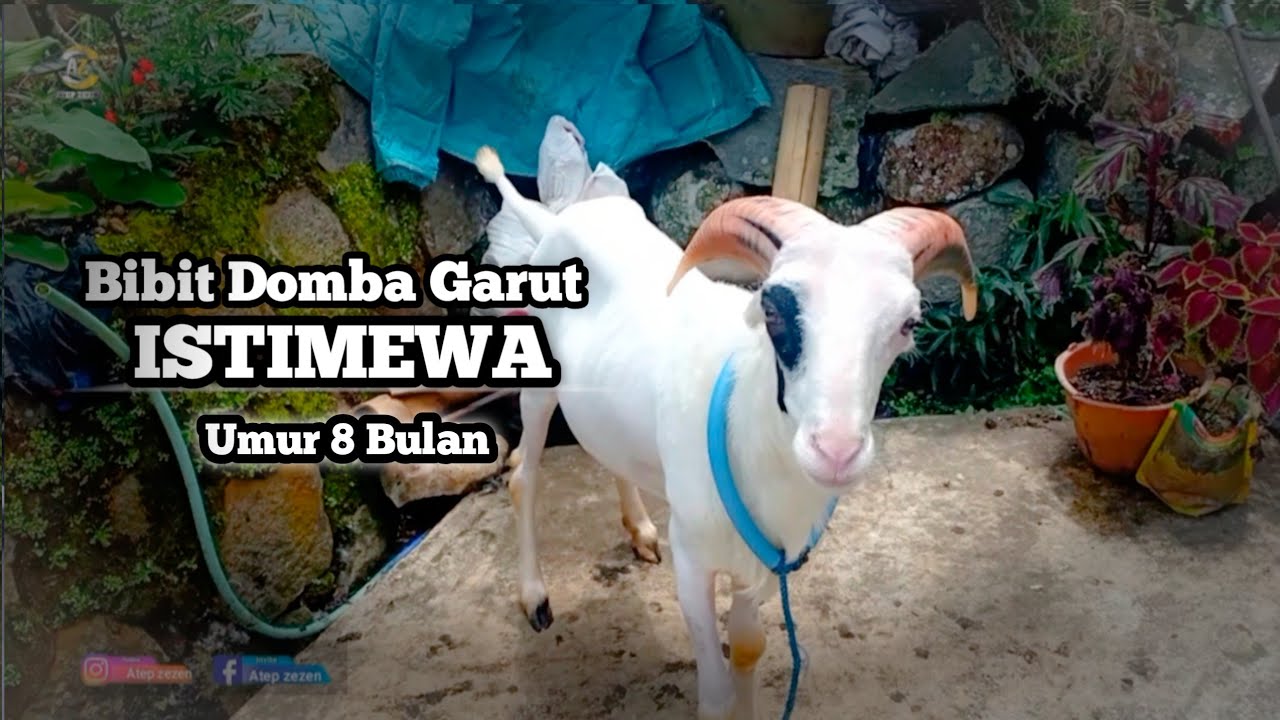 BIBIT DOMBA GARUT ISTIMEWA, BARU USIA 8 BULAN,,UDAH SEBESAR INI - YouTube