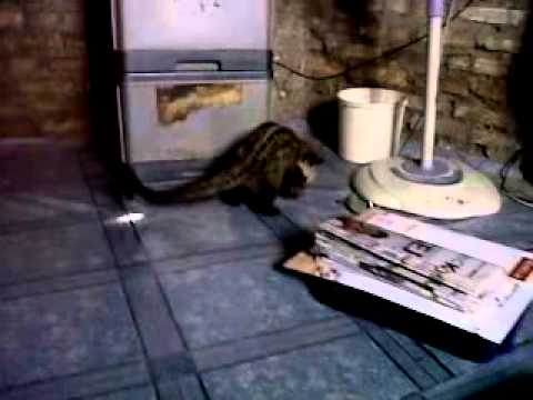 Imo Musang Pinter !!! - YouTube