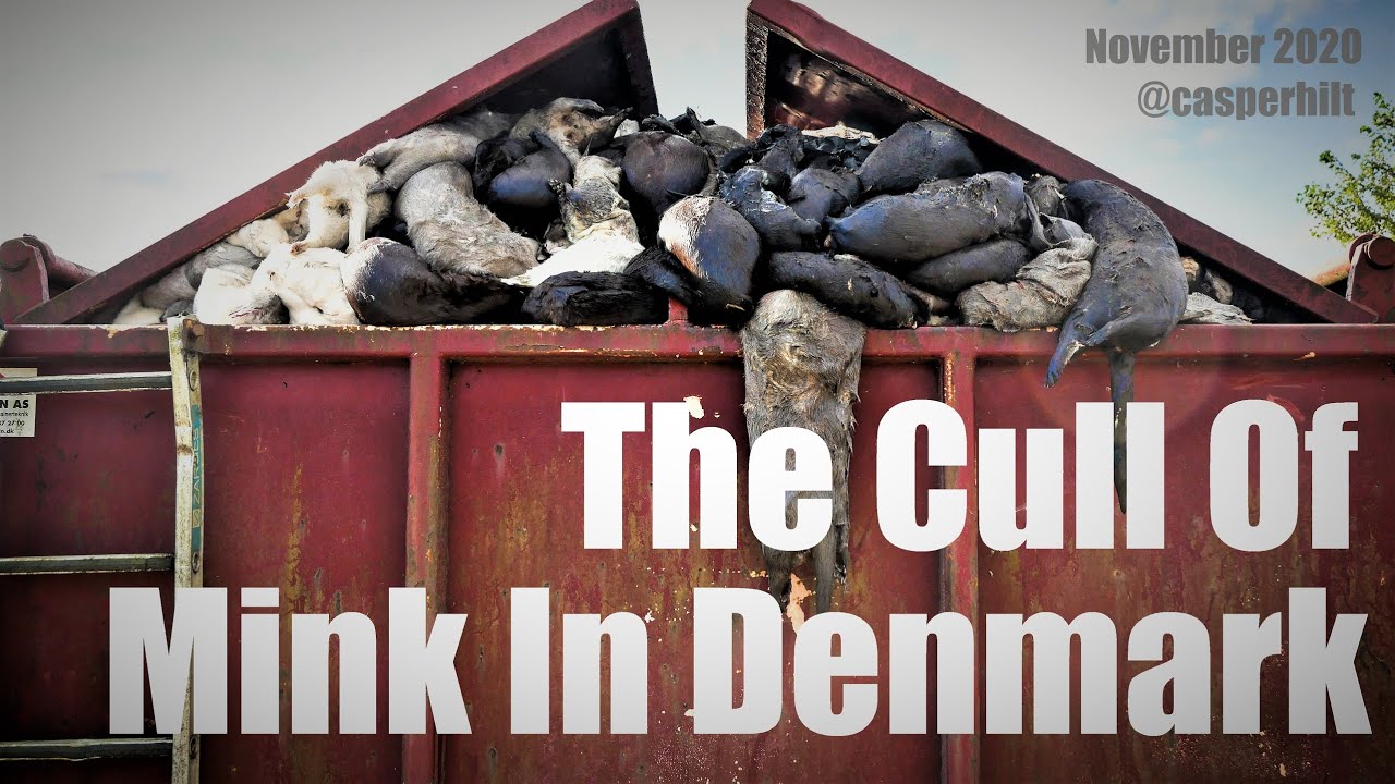 The Cull Of 18 Million Mink In Denmark. - YouTube