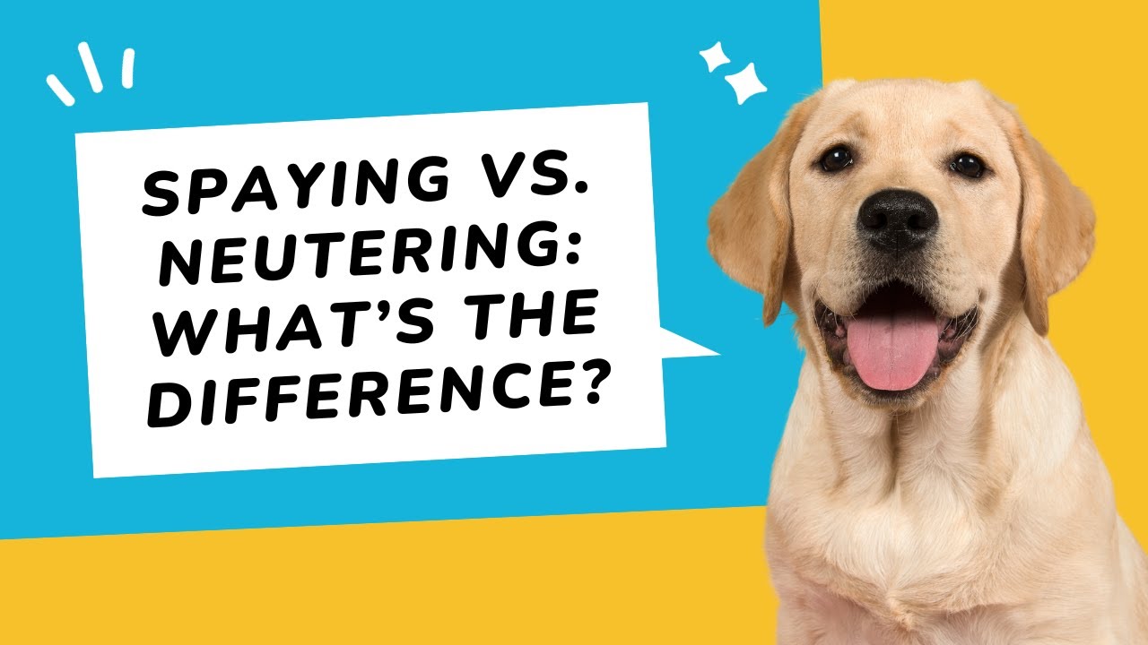 Spaying vs. Neutering Your Dog: What’s the Difference? - YouTube
