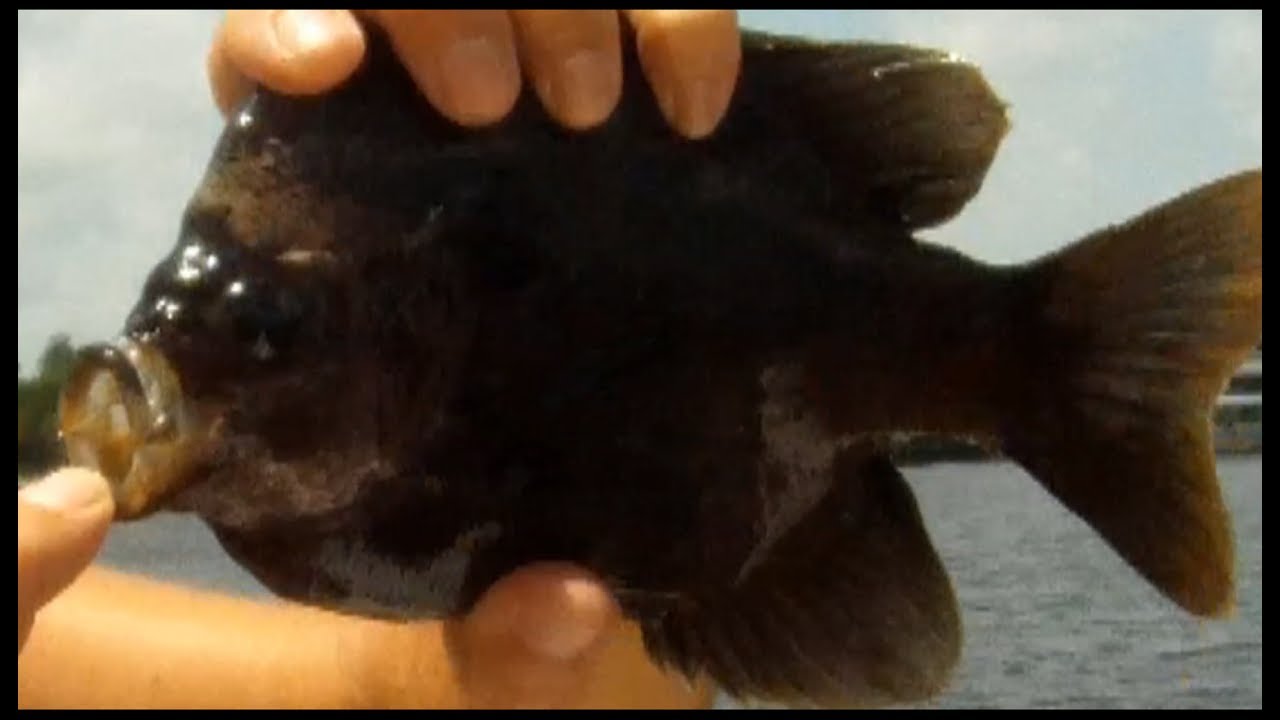 FISHING WITH GARLIC BREAD AMAZING FAST ACTION FOR BLUEGILLS-AND CATFISH ...