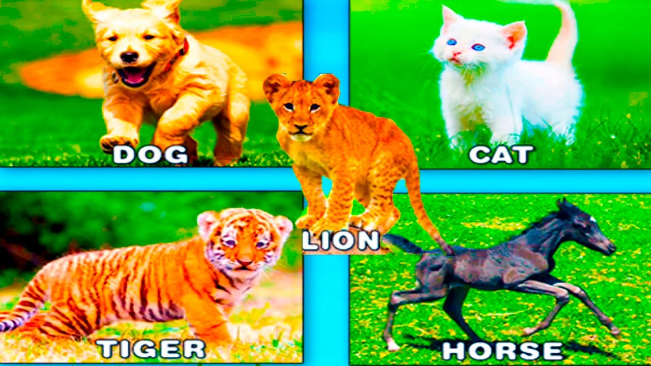 Learn Animals Names For Kids And Toddlers Learn Animal Puzzle game ...